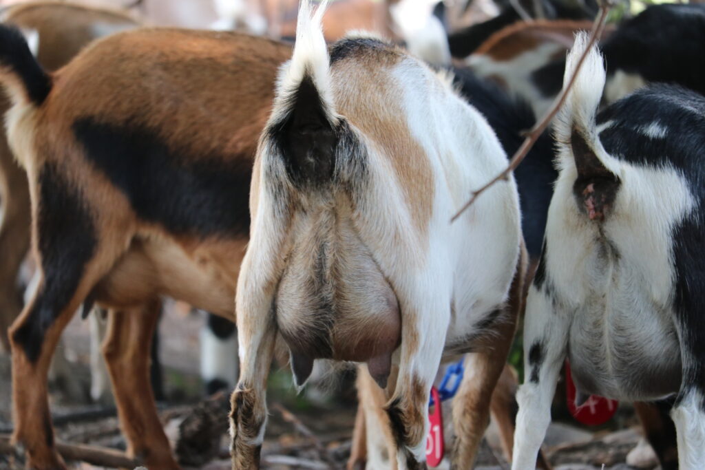 What to do When it's Time to Dry Off a Dairy Goat - Goat Journal